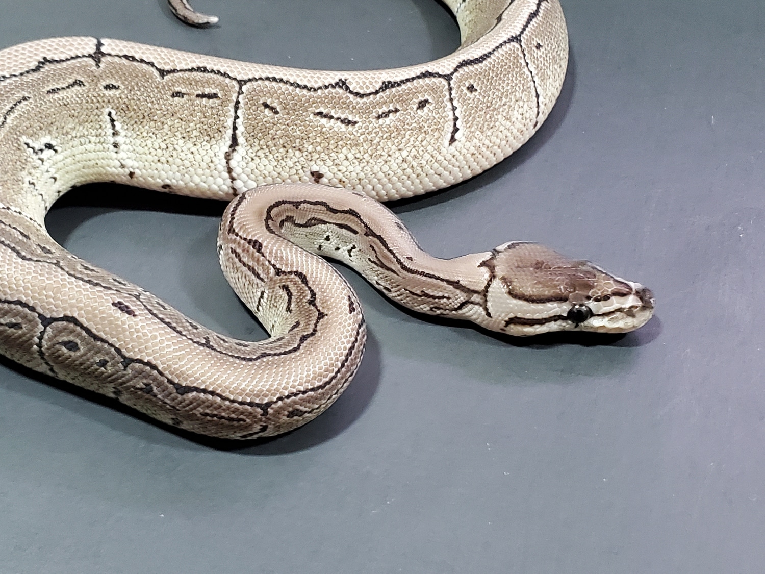 Axanthic Pinstripe Pos Het Pied Ball Python by Lucas Landon Royals ...