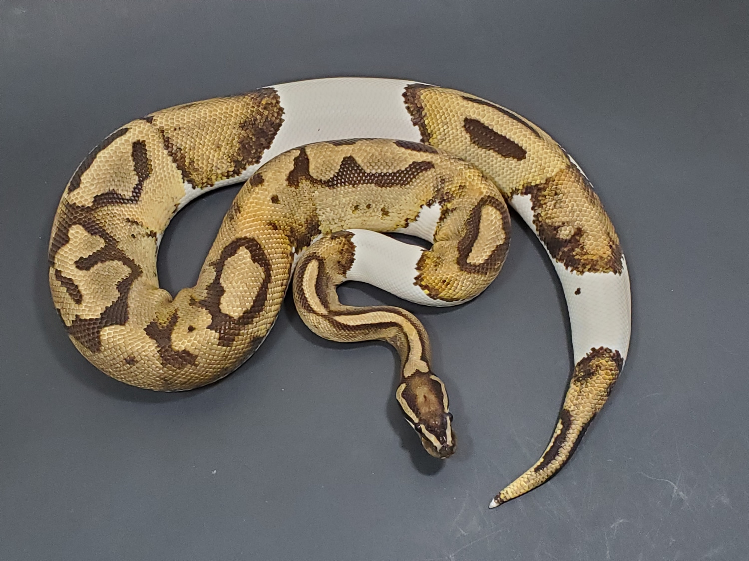 Breeder Pied Het Lavender Albino Male Ball Python by Lucas Landon ...