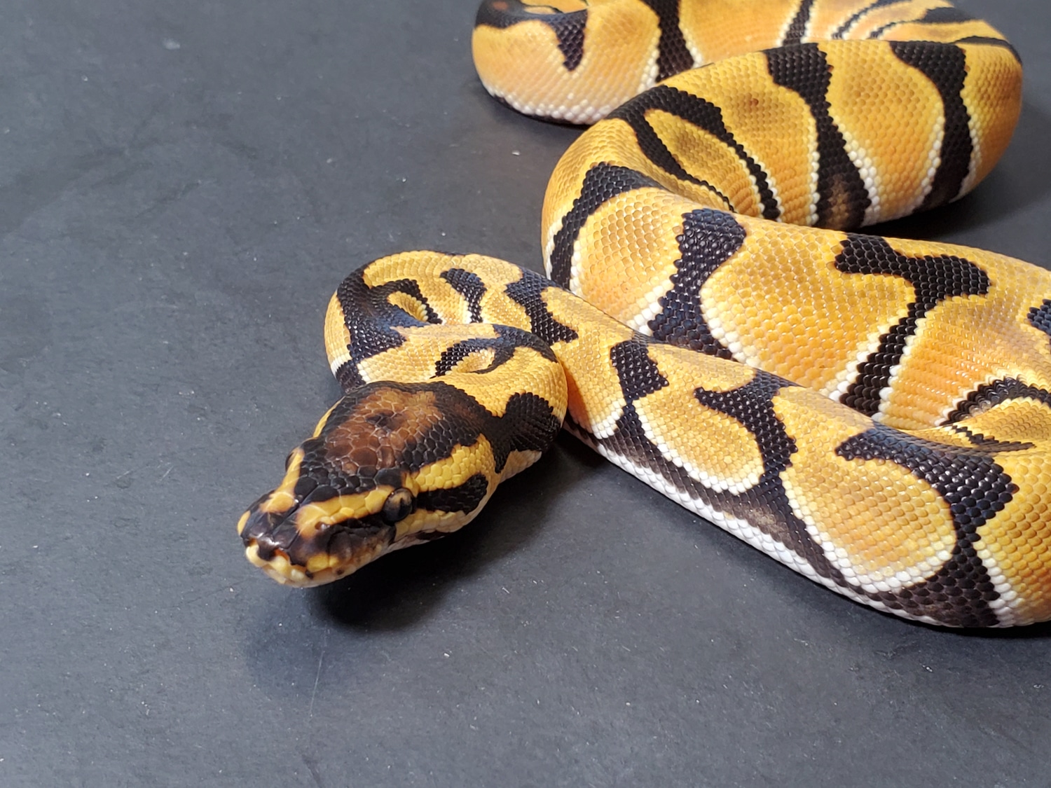 Super Orange Dream Ball Python by Lucas Landon Royals - MorphMarket