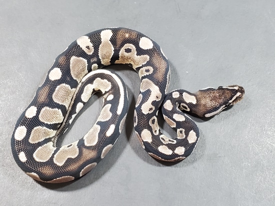 VPI Axanthic Het Pied Ball Python by Lucas Landon Royals