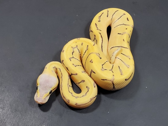 Lemon Blast DG Pos OD/Enchi Ball Python by Lucas Landon Royals