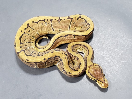 Pinstripe Het Axanthic Poss Het Pied Ball Python by Lucas Landon Royals