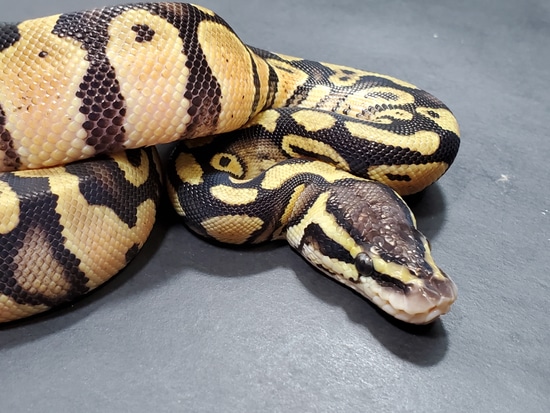 Pastel Het Pied 66% Het Axanthic Ball Python by Lucas Landon Royals