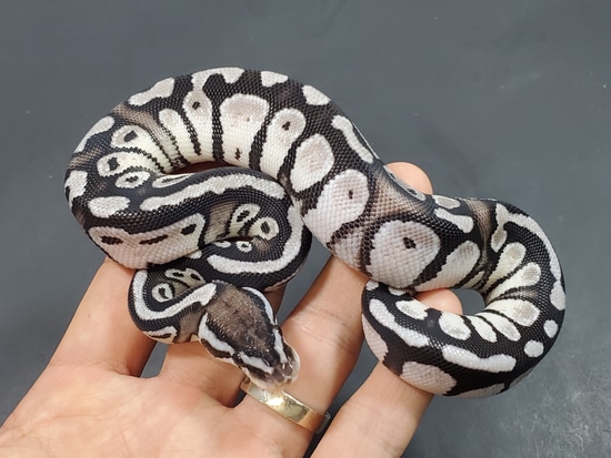 Pastel Axanthic Het Pied Ball Python by Lucas Landon Royals