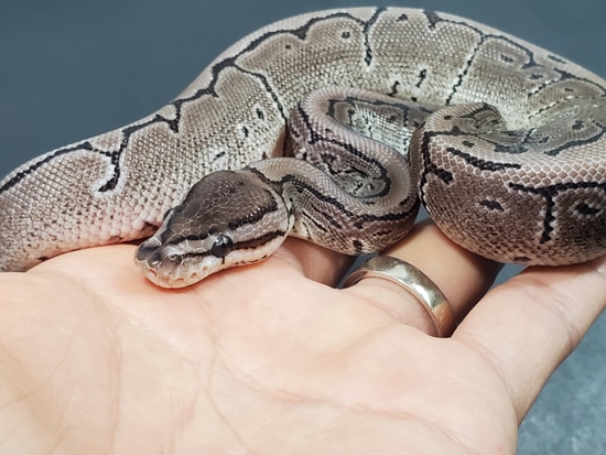 Pinstripe Axanthic PH Pied Ball Python by Lucas Landon Royals