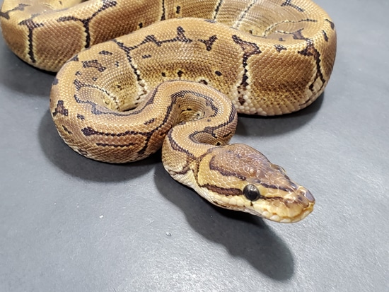 Pinstripe Het Axanthic PH Pied Ball Python by Lucas Landon Royals