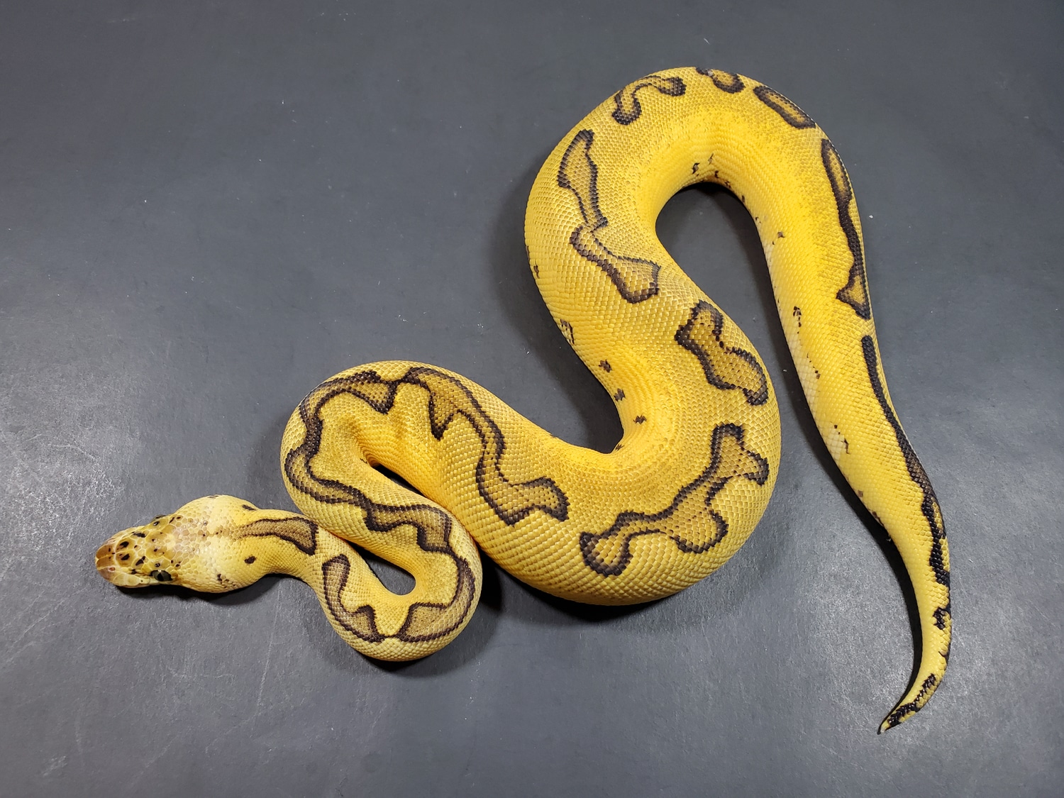 Pastel Blade X-treme Gene Clown - Shipping Included Ball Python by ...