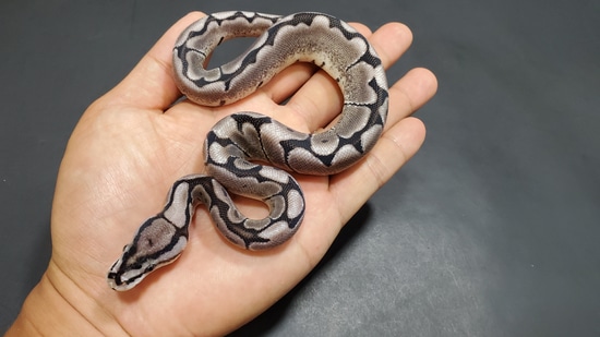 Axanthic Spider Het Pied 06 Ball Python by Lucas Landon Royals