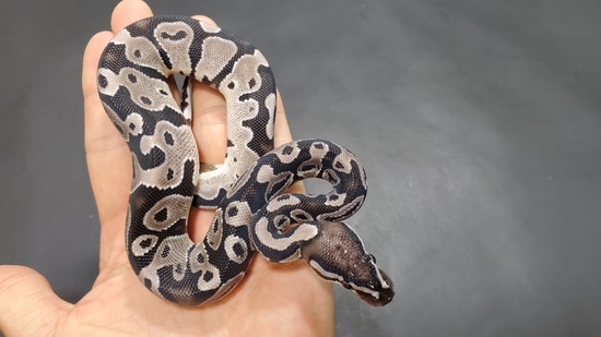 Axanthic Het Pied 04 Ball Python by Lucas Landon Royals