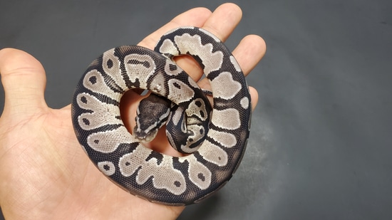 Axanthic Het Pied 03 Ball Python by Lucas Landon Royals