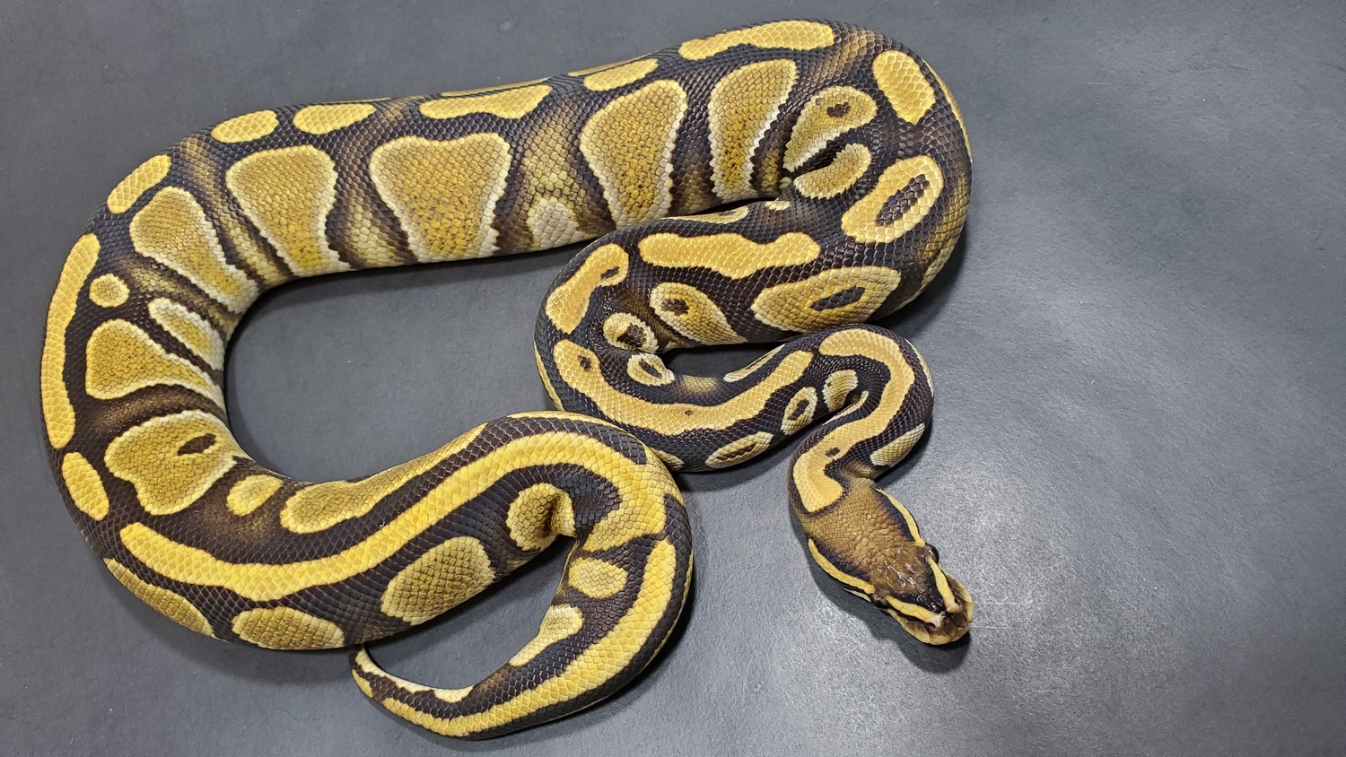 550g! Cypress Het Pied 50% Het Hypo Ball Python by Lucas Landon Royals ...