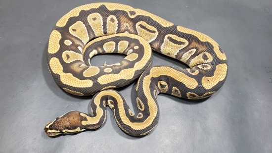600g! Cypress Het Pied Ball Python by Lucas Landon Royals