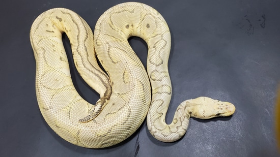 Proven! Killer Hypo Clown Ball Python by Lucas Landon Royals