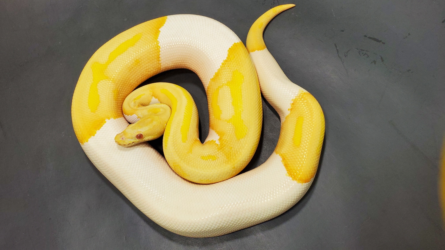 Proven 800g! Albino Pied - Shipping Included Ball Python by Lucas Landon Royals - MorphMarket