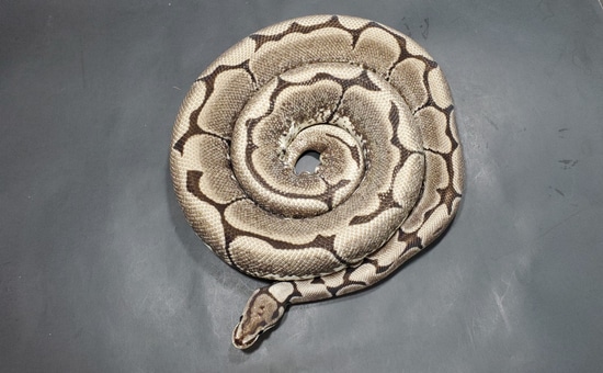 2000g! Axanthic Spider Ball Python by Lucas Landon Royals