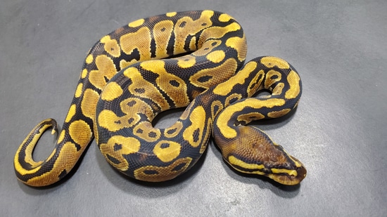 PAIR! DH Sunset Candy/Albino Ball Python by Lucas Landon Royals