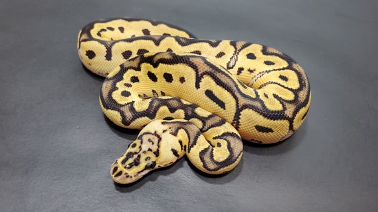 Pastel OD Clown Ball Python by Lucas Landon Royals