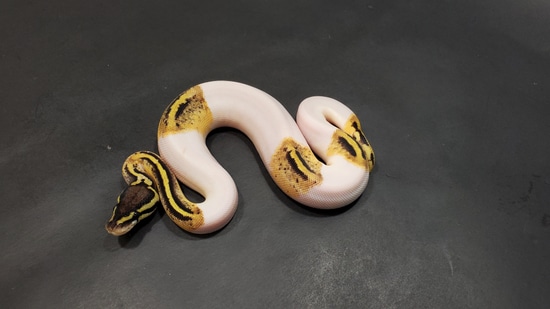 Pastel Pied 66% Het Axanthic Ball Python by Lucas Landon Royals