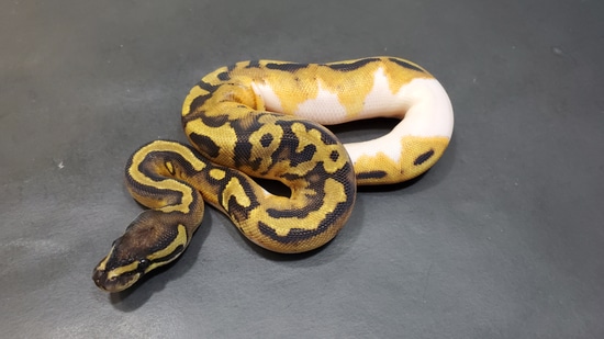 Pied 66% Het Axanthic Ball Python by Lucas Landon Royals