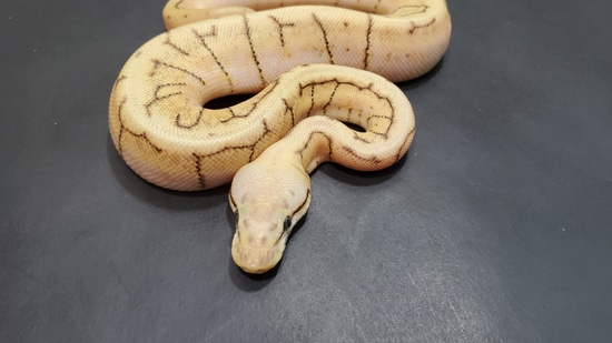 Fire Spinner Blast DH Sunset Hypo Ball Python by Lucas Landon Royals