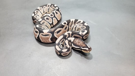 Axanthic Het Pied Ball Python by Lucas Landon Royals