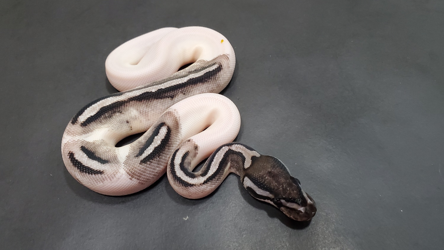 Axanthic Pied Ball Python by Lucas Landon Royals - MorphMarket