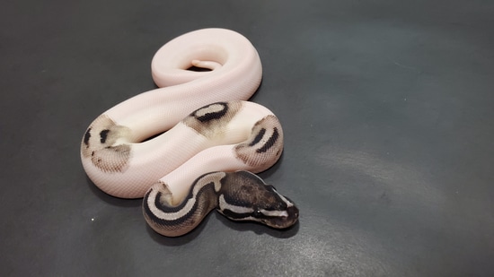 Axanthic Pied Ball Python by Lucas Landon Royals