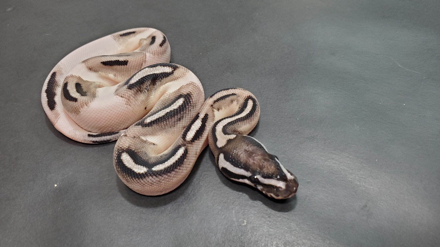 Axanthic Pied Ball Python by Lucas Landon Royals - MorphMarket