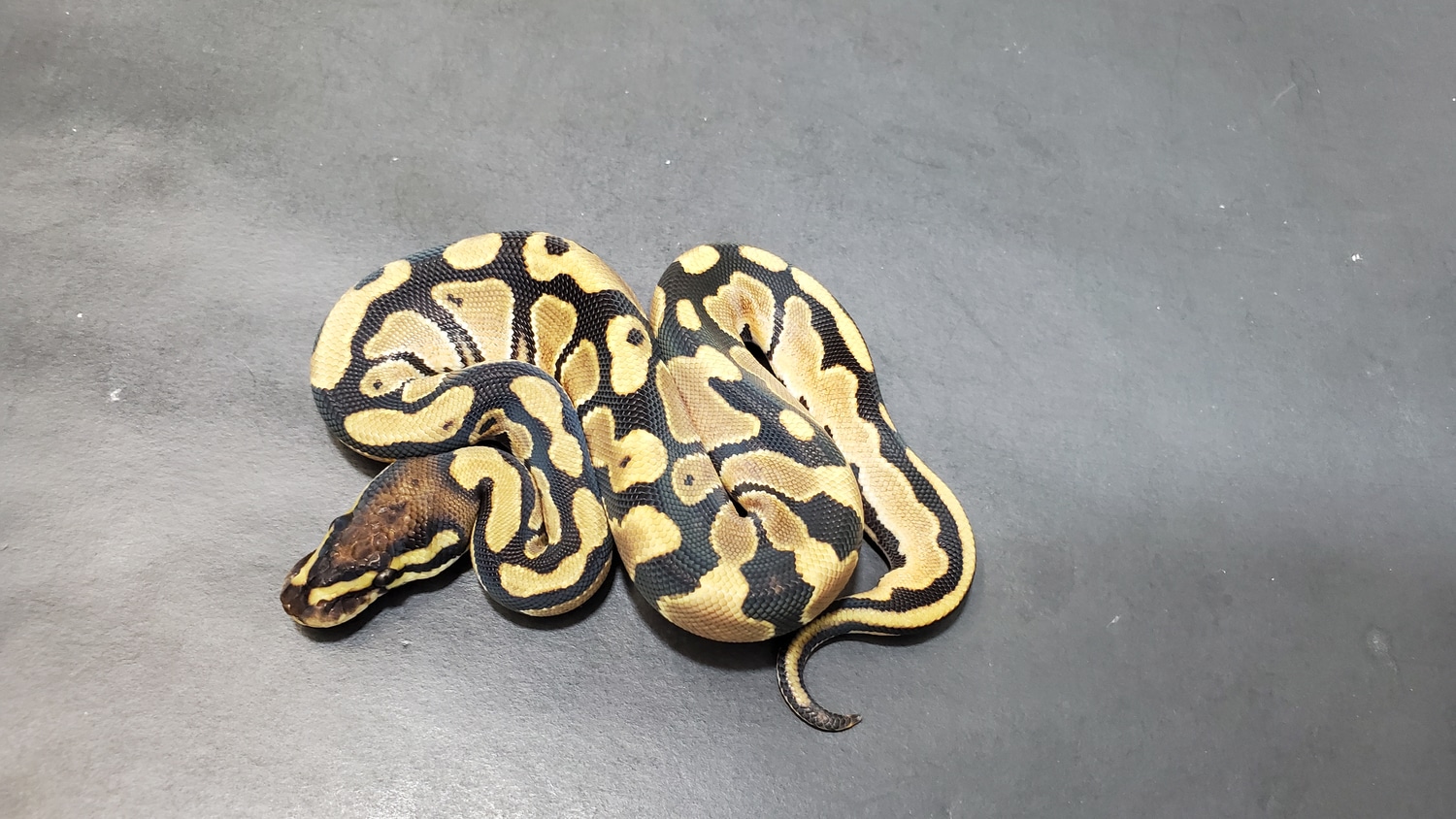 OD DH Sunset Pied Ball Python by Lucas Landon Royals - MorphMarket