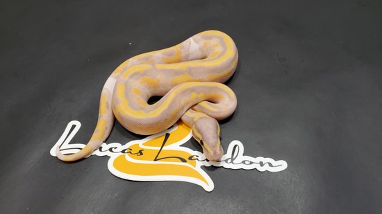 Coral Glow Pied PH Hypo Ball Python by Lucas Landon Royals