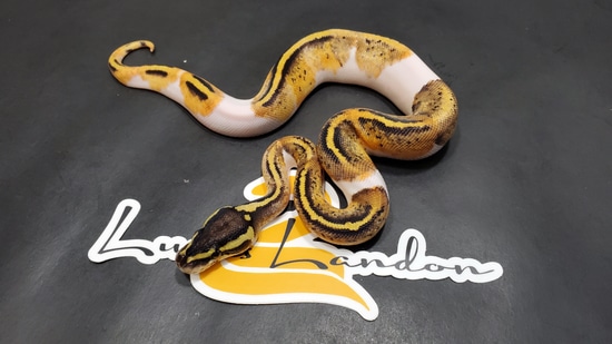 Pastel Pied 66% Het VPI Axanthic Ball Python by Lucas Landon Royals