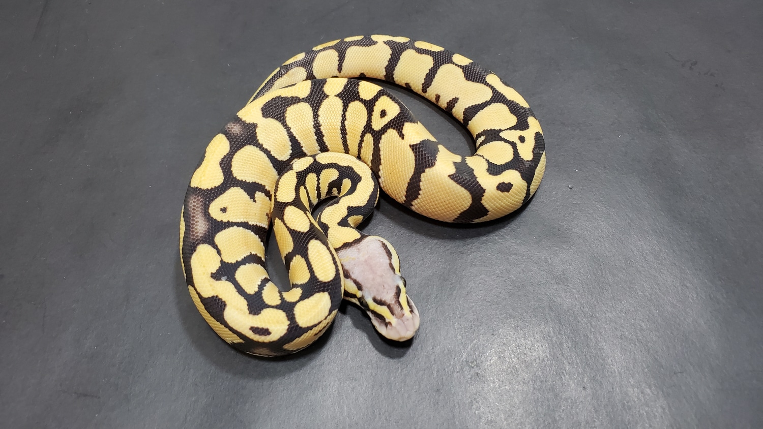 Pastel Specter DG Ball Python by Lucas Landon Royals - MorphMarket