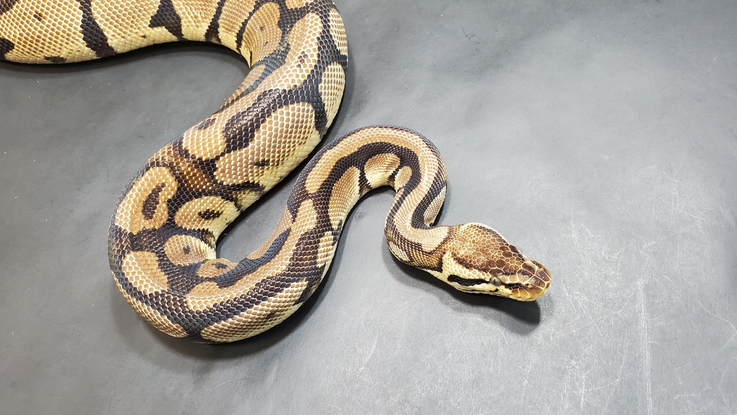 PROVEN! Pastel DH VPI Axanthic Pied Ball Python by Lucas Landon Royals ...