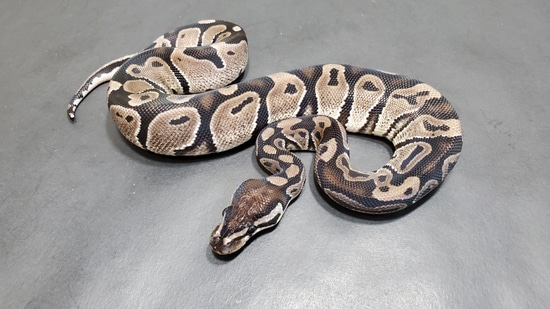 VPI Axanthic Het Pied Ball Python by Lucas Landon Royals