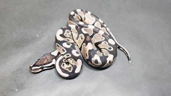 VPI Axanthic Het Pied Ball Python by Lucas Landon Royals