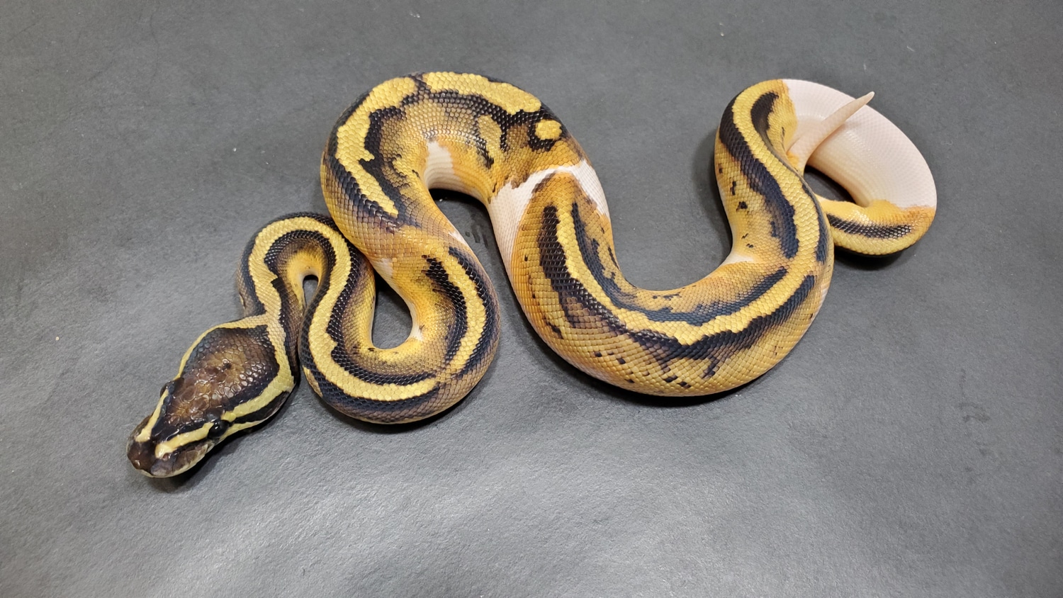 Pied 66% Het VPI Axanthic Ball Python by Lucas Landon Royals - MorphMarket
