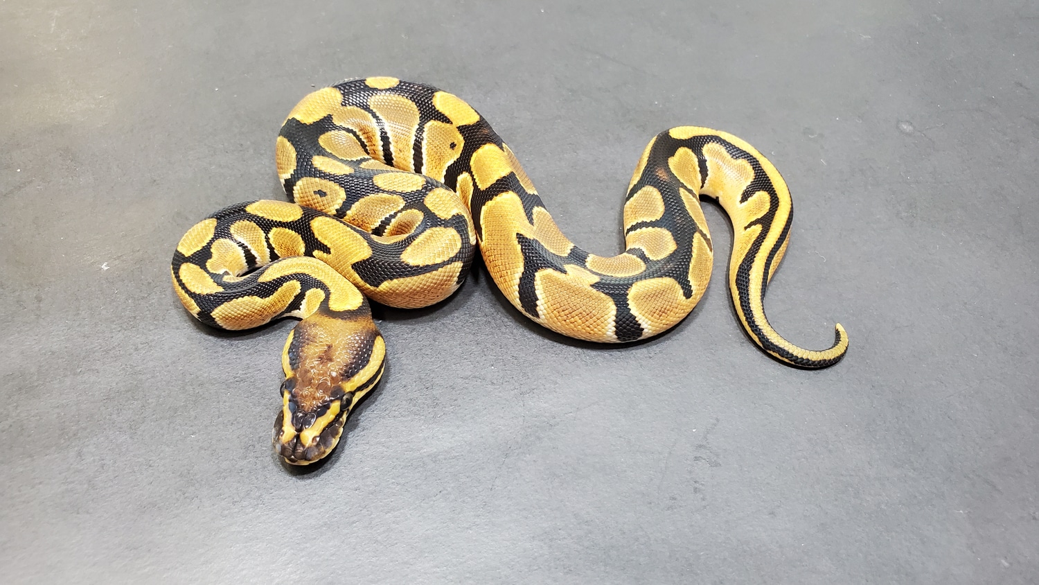 OD Het Clown Ball Python by Lucas Landon Royals - MorphMarket