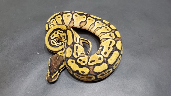 Bongo Enchi Het Clown Ball Python by Lucas Landon Royals