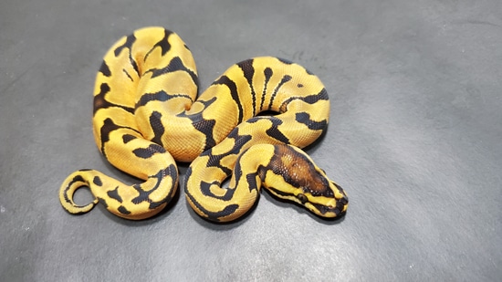 Blade Enchi Het Clown Ball Python by Lucas Landon Royals