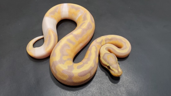 CG Pied Pos Het Hypo Ball Python by Lucas Landon Royals