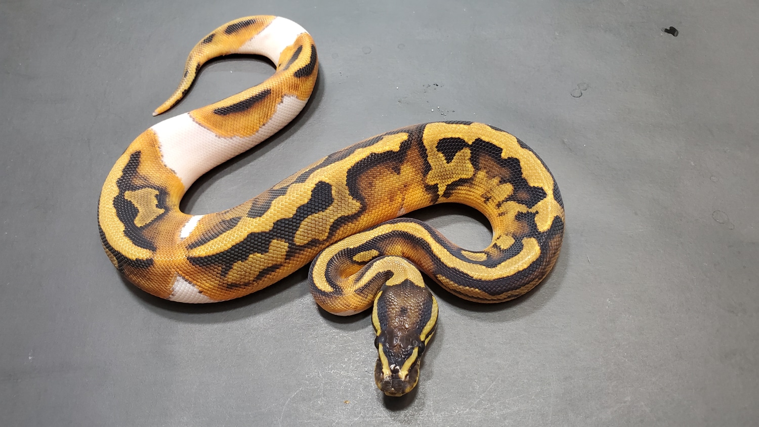 Pied Pos Het Hypo Ball Python by Lucas Landon Royals - MorphMarket