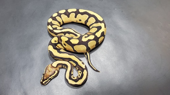PAIR! Fire DH Sunset Pied Ball Python by Lucas Landon Royals