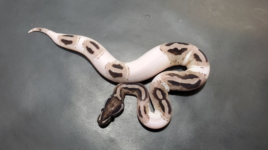 Axanthic Pied Ball Python by Lucas Landon Royals