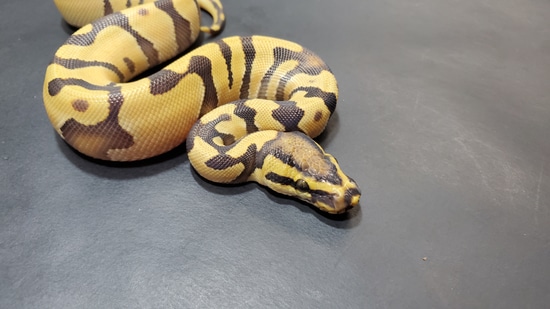 OD Enchi DG Ball Python by Lucas Landon Royals