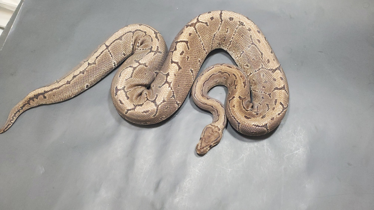 VPI Axanthic Pinstripe Ball Python by Lucas Landon Royals - MorphMarket