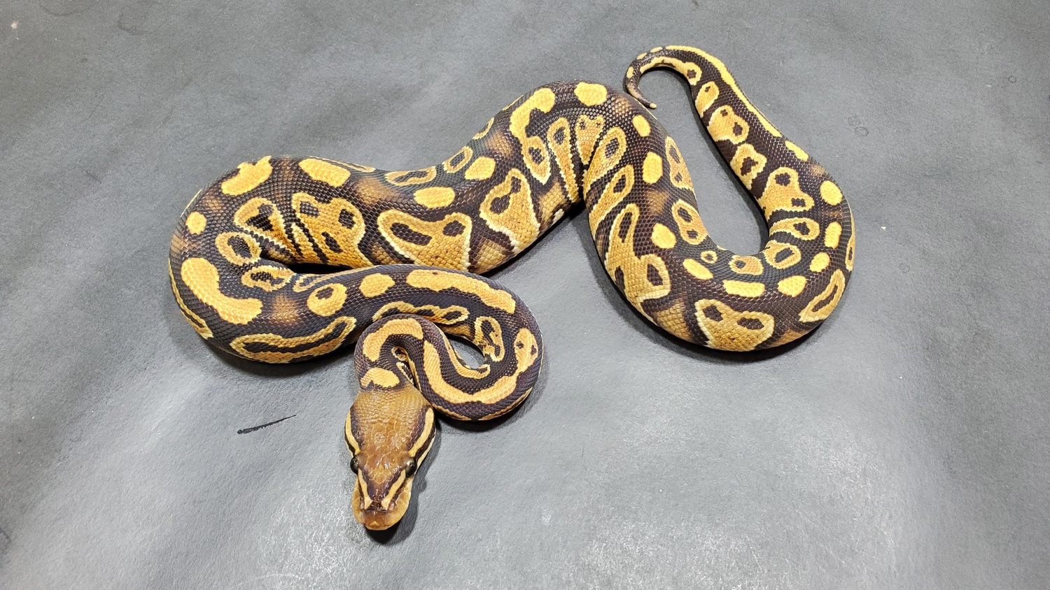 Trojan Trick Het Clown Ball Python by Lucas Landon Royals - MorphMarket