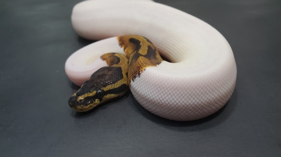 Pied Het DG Ball Python by Lucas Landon Royals