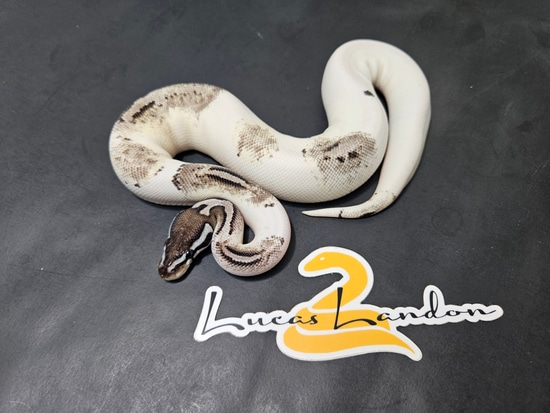 Pastel Axanthic Pied Ball Python by Lucas Landon Royals