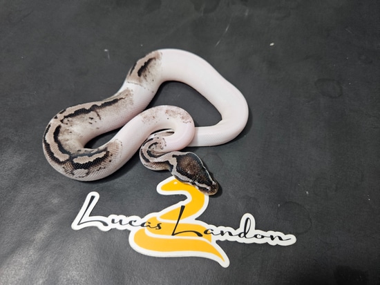 Pastel Axanthic Pied Ball Python by Lucas Landon Royals