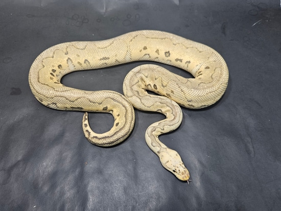 X-treme Gene Killer Clown Ball Python by Lucas Landon Royals